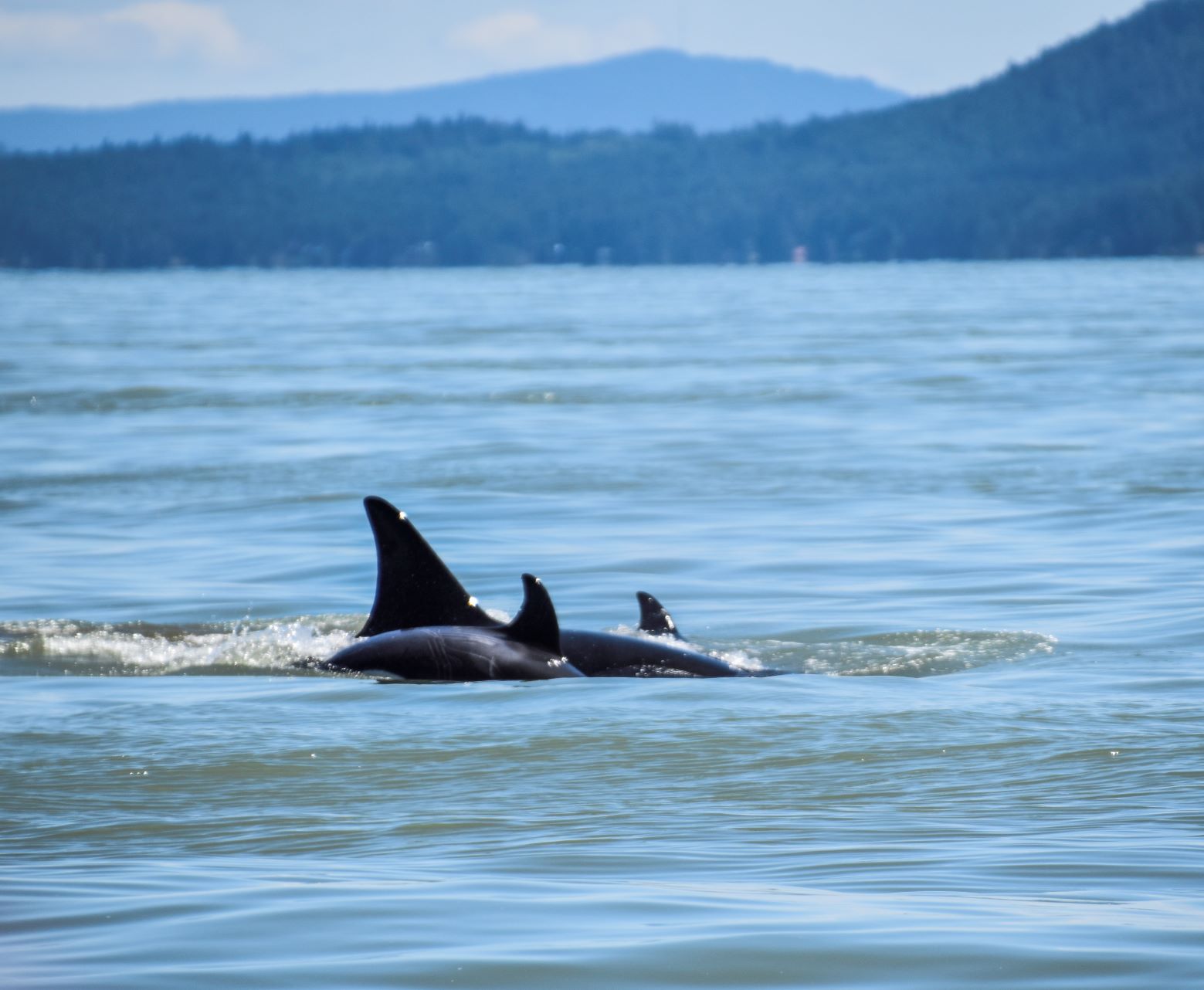 Get excited! Whale & Orca cruise off the Vancouver coast - Pack Up And ...